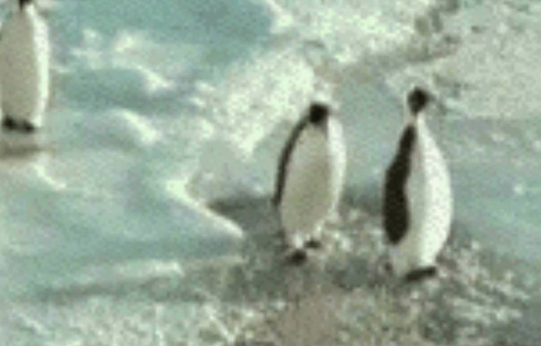 A quick video of a penguin being a jerk | Orin Johnson